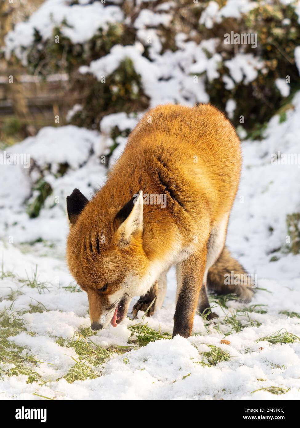 Red Fox in the Snow Stock Photo - Alamy