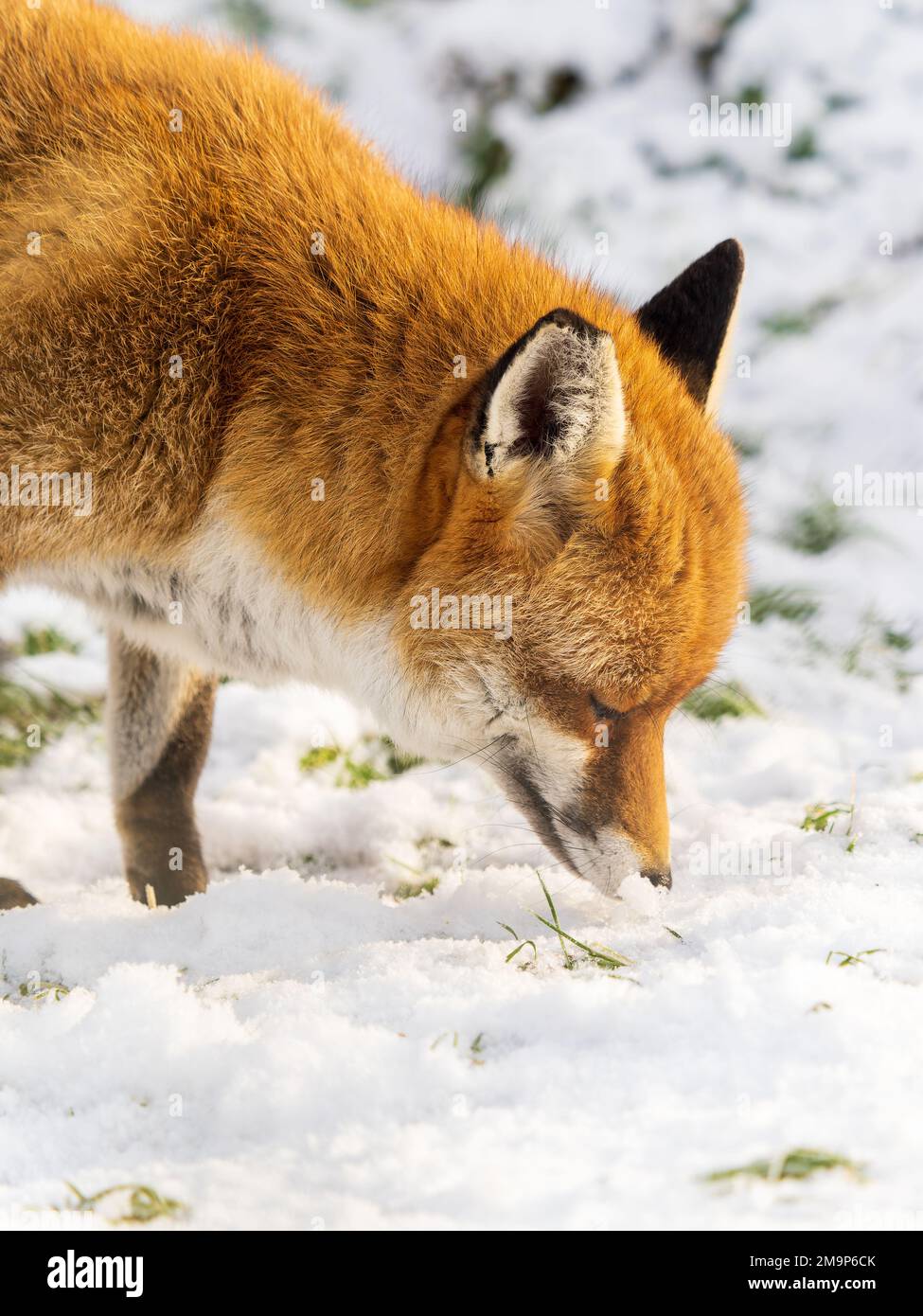 Red Fox in the Snow Stock Photo - Alamy