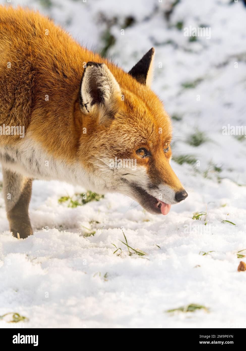 Red Fox in the Snow Stock Photo - Alamy