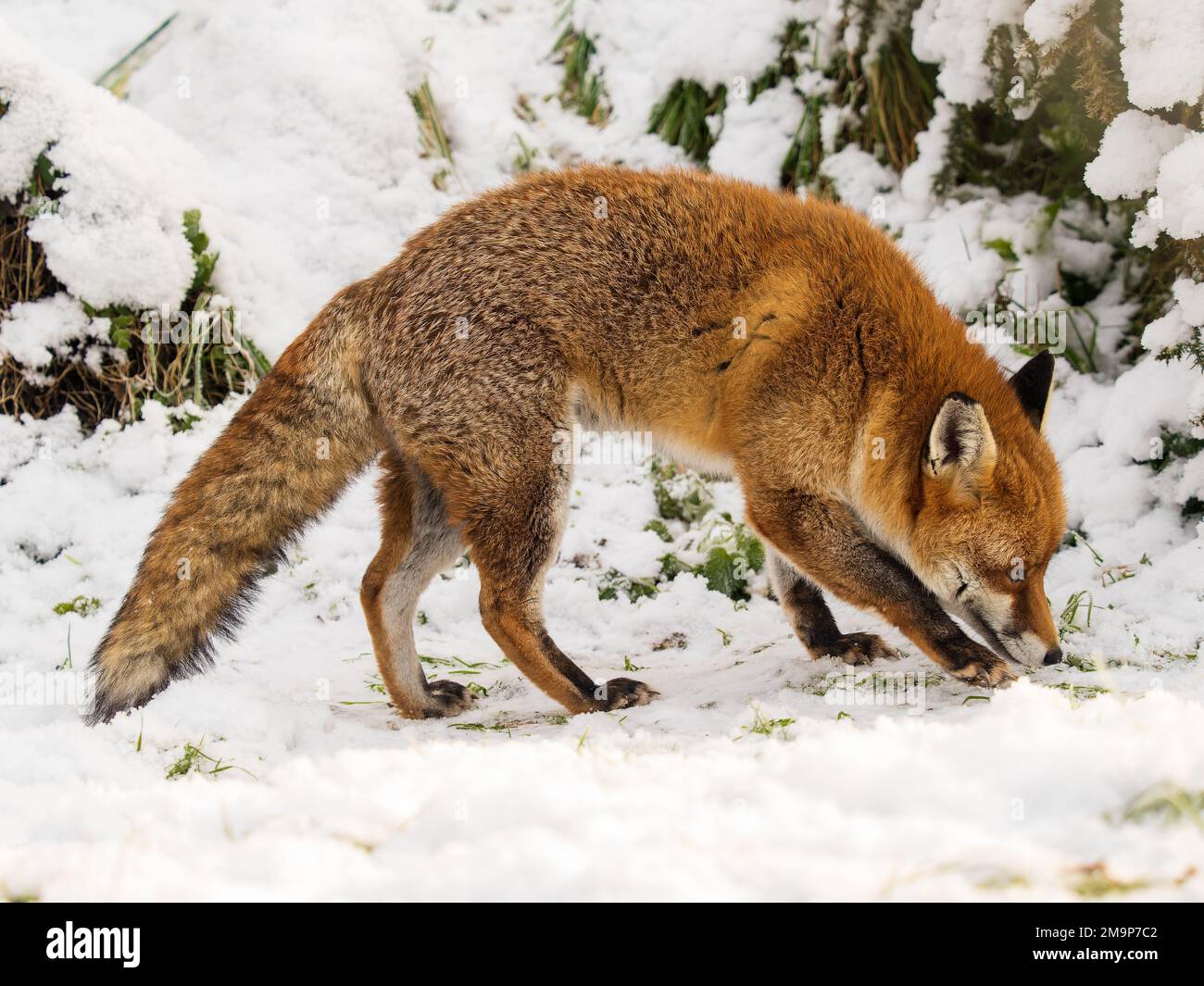 Red Fox in the Snow Stock Photo - Alamy