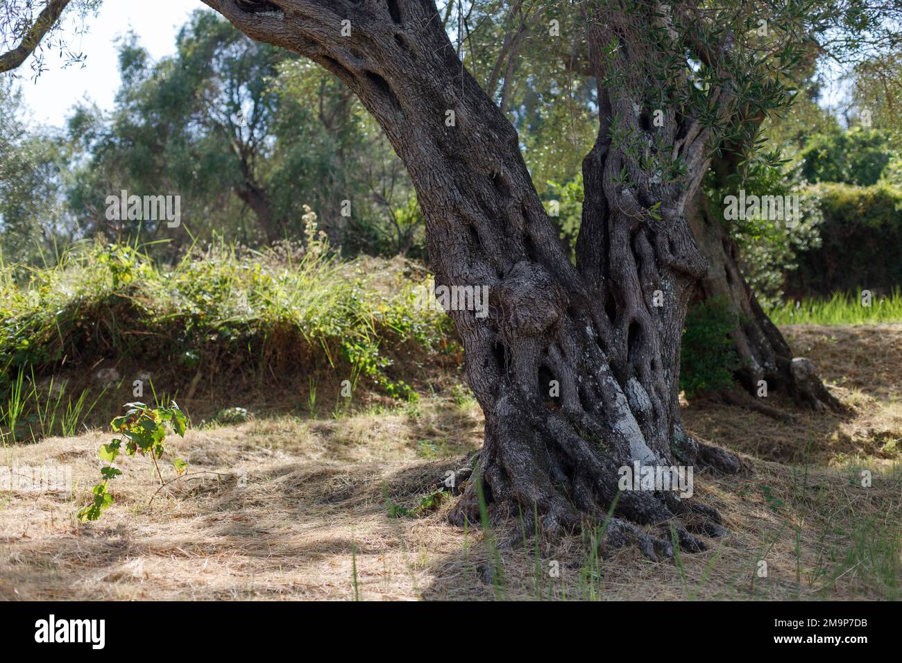 Big olive tree in greece hi-res stock photography and images - Alamy