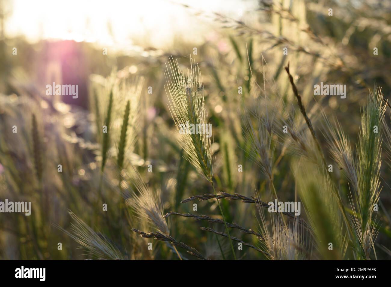 Summer meadow with green grass and backlit texture background. Copy ...