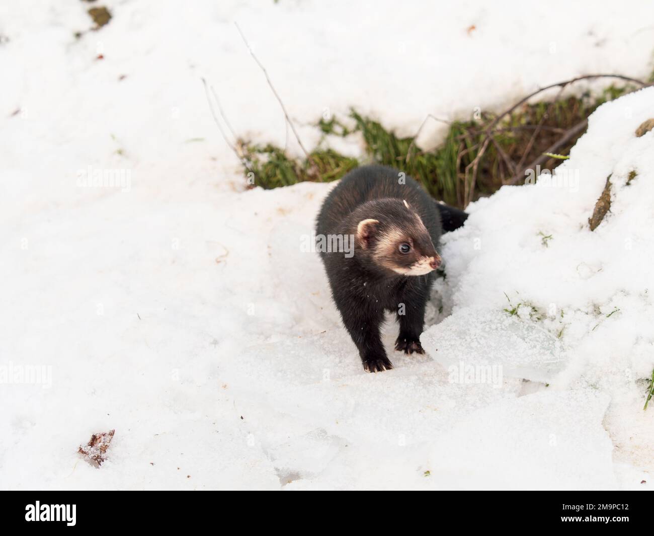 European polecat snow hi-res stock photography and images - Alamy