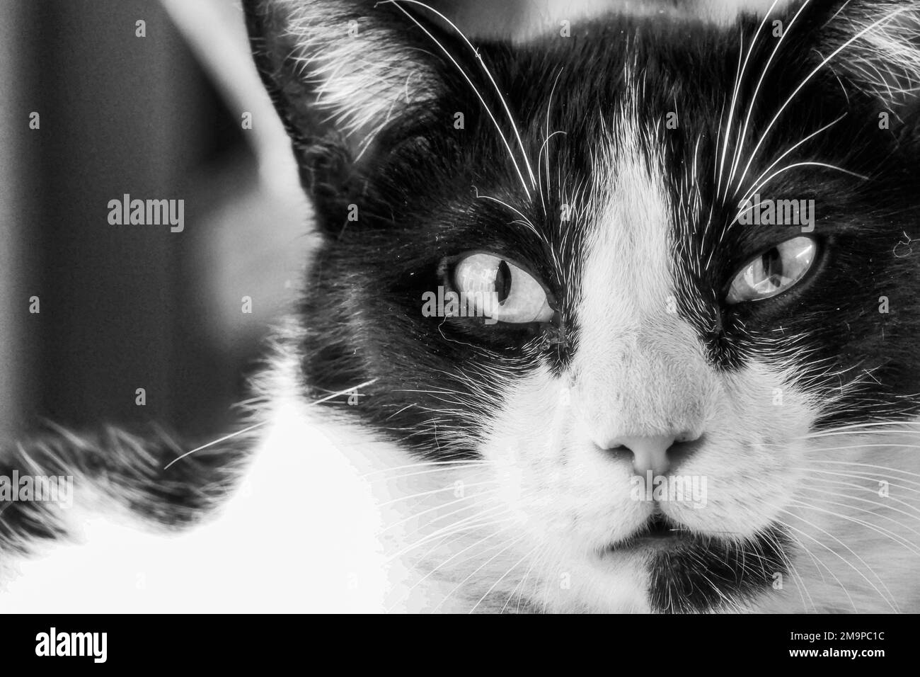 A grayscale closeup of an adorable fluffy cat resting at home Stock ...