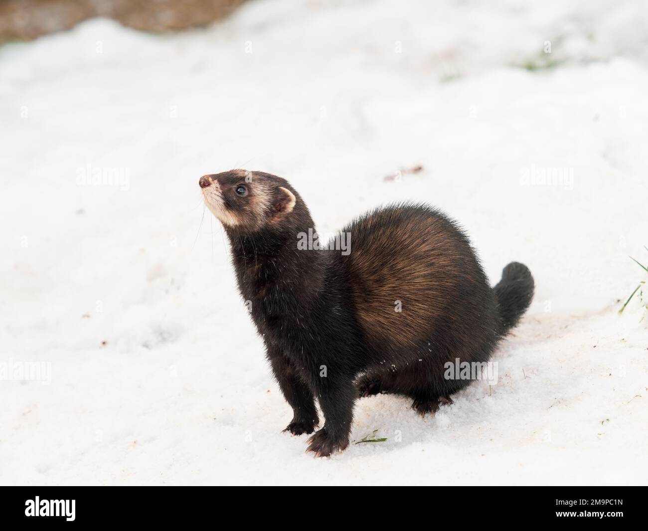 Polecat in the Snow Stock Photo - Alamy
