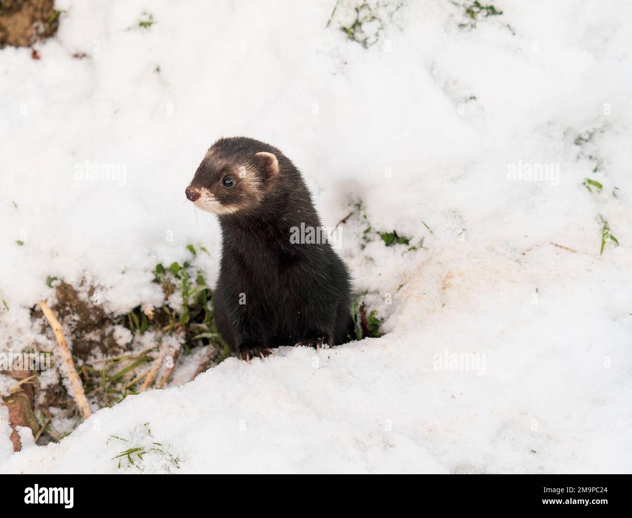 European polecat snow hi-res stock photography and images - Alamy