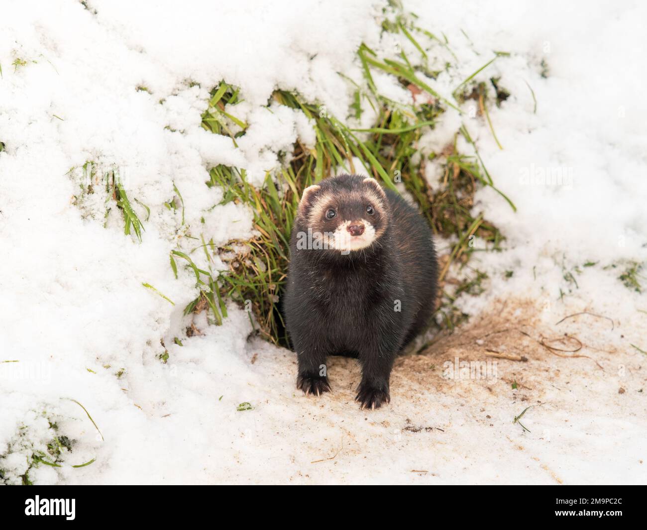 Polecat in the Snow Stock Photo - Alamy