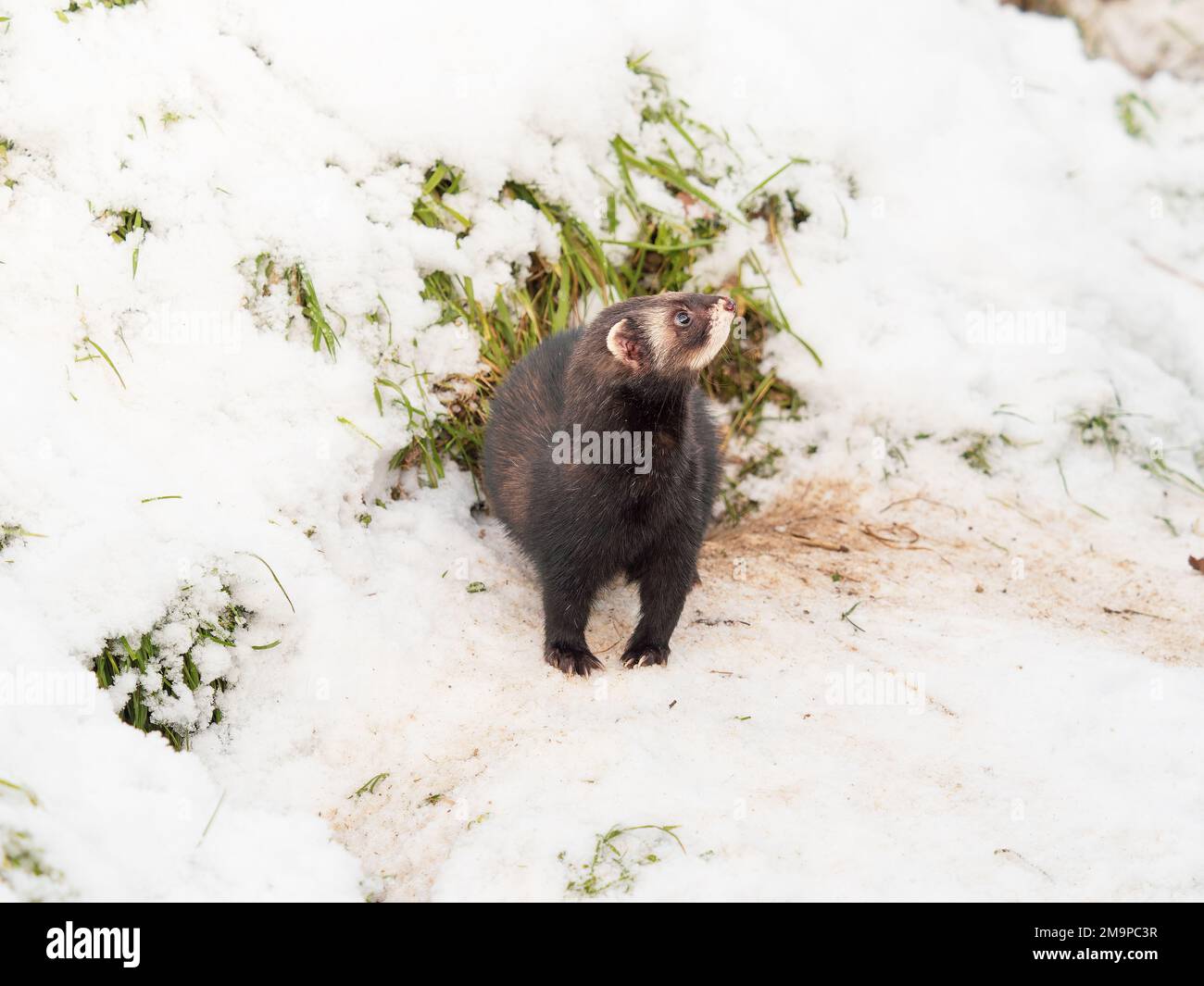 European polecat snow hi-res stock photography and images - Alamy