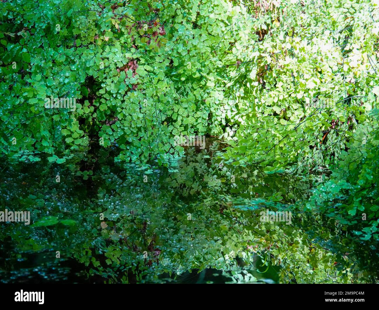 Adiantum capillus-veneris, Southern Maidenhair Fern, Common Maidenhair ...