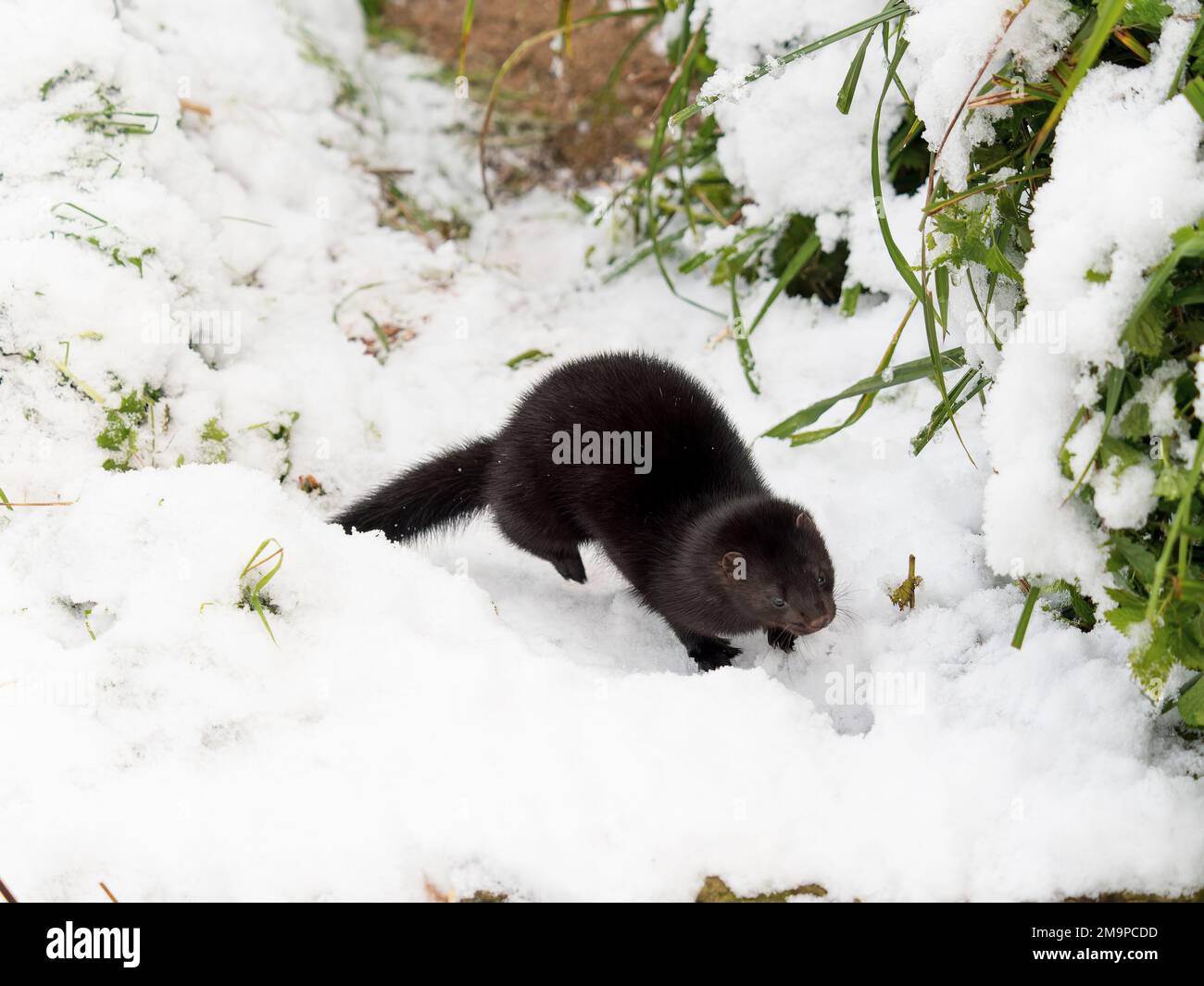 American Mink in the Snow Stock Photo - Alamy