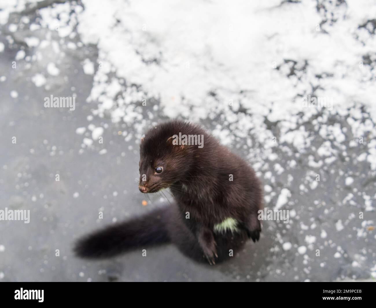 American Mink Standing on ice Stock Photo - Alamy