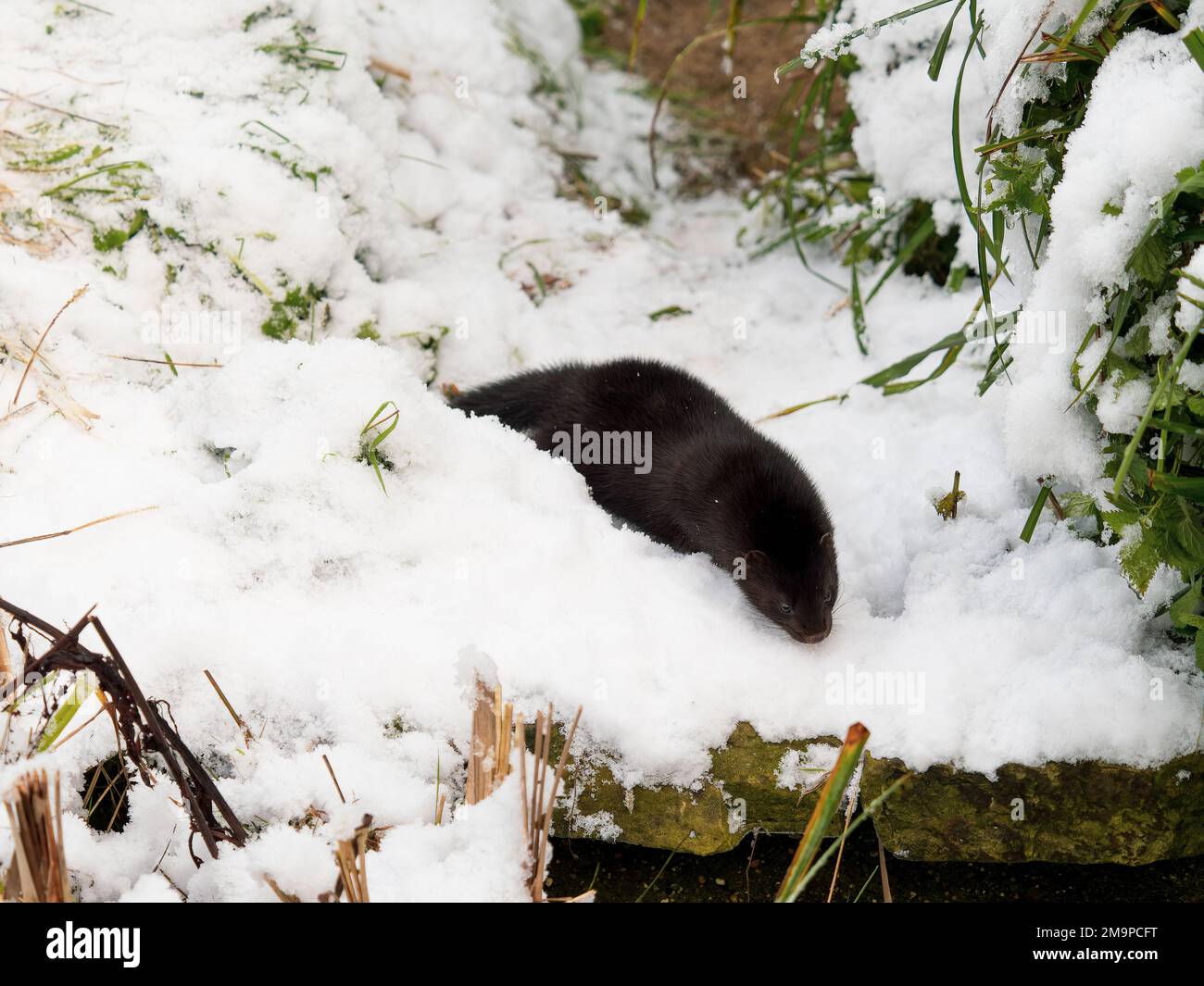 American mink in uk hi-res stock photography and images - Alamy