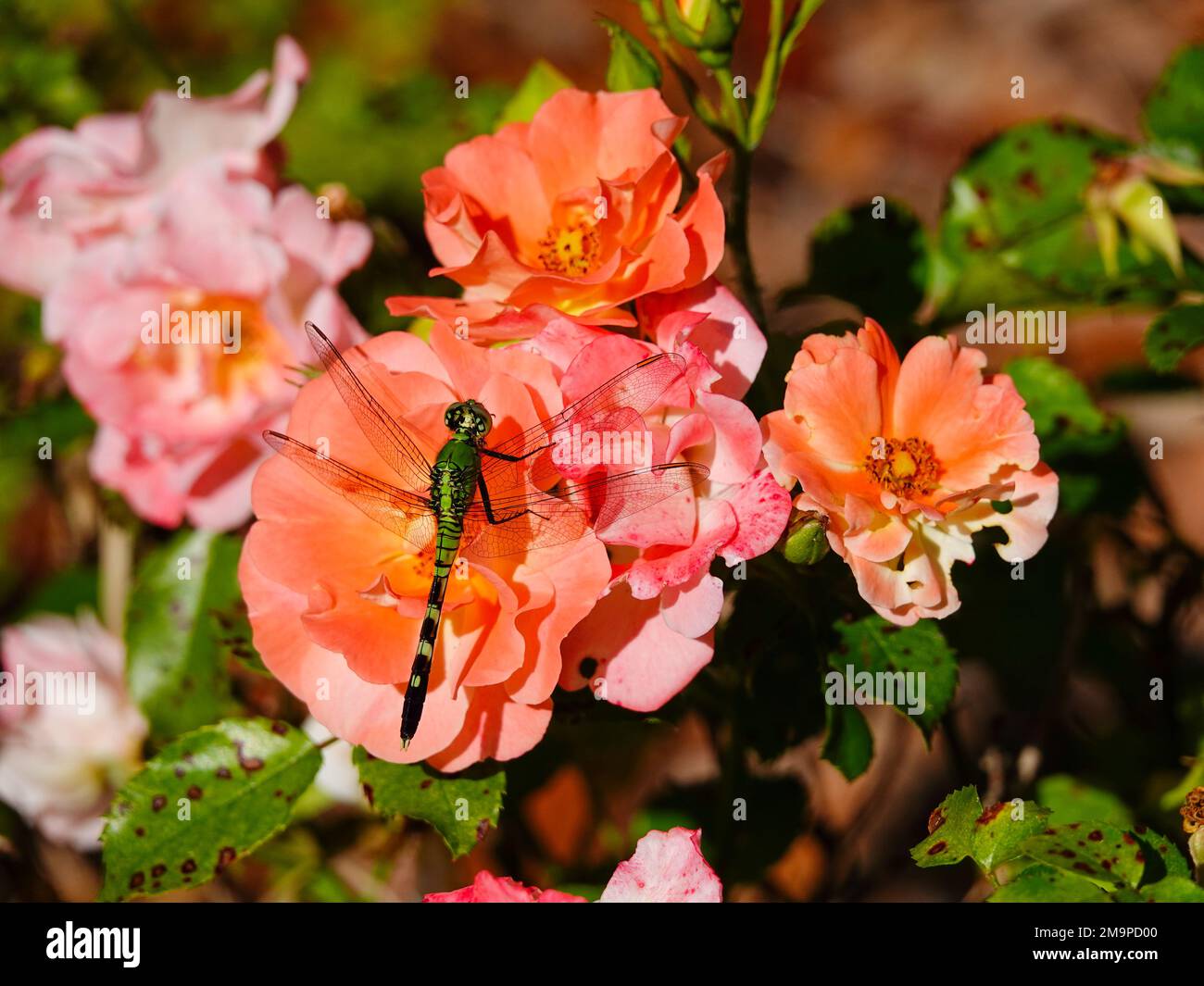 Green and black dragonfly on pink and white La Marne rose blossoms ...