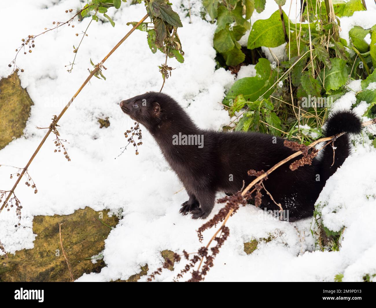American Mink in the Snow Stock Photo - Alamy