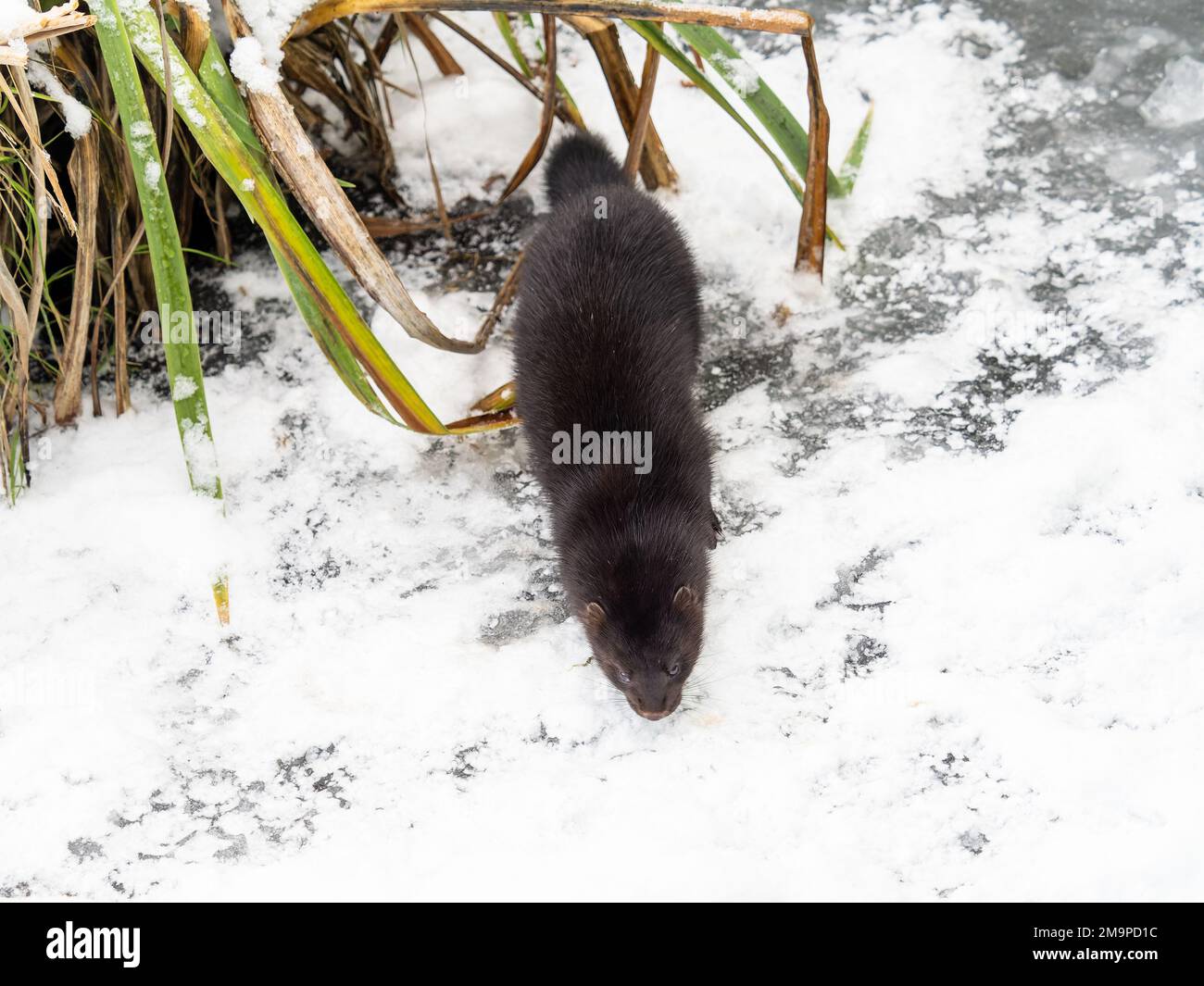 American mink in uk hi-res stock photography and images - Alamy