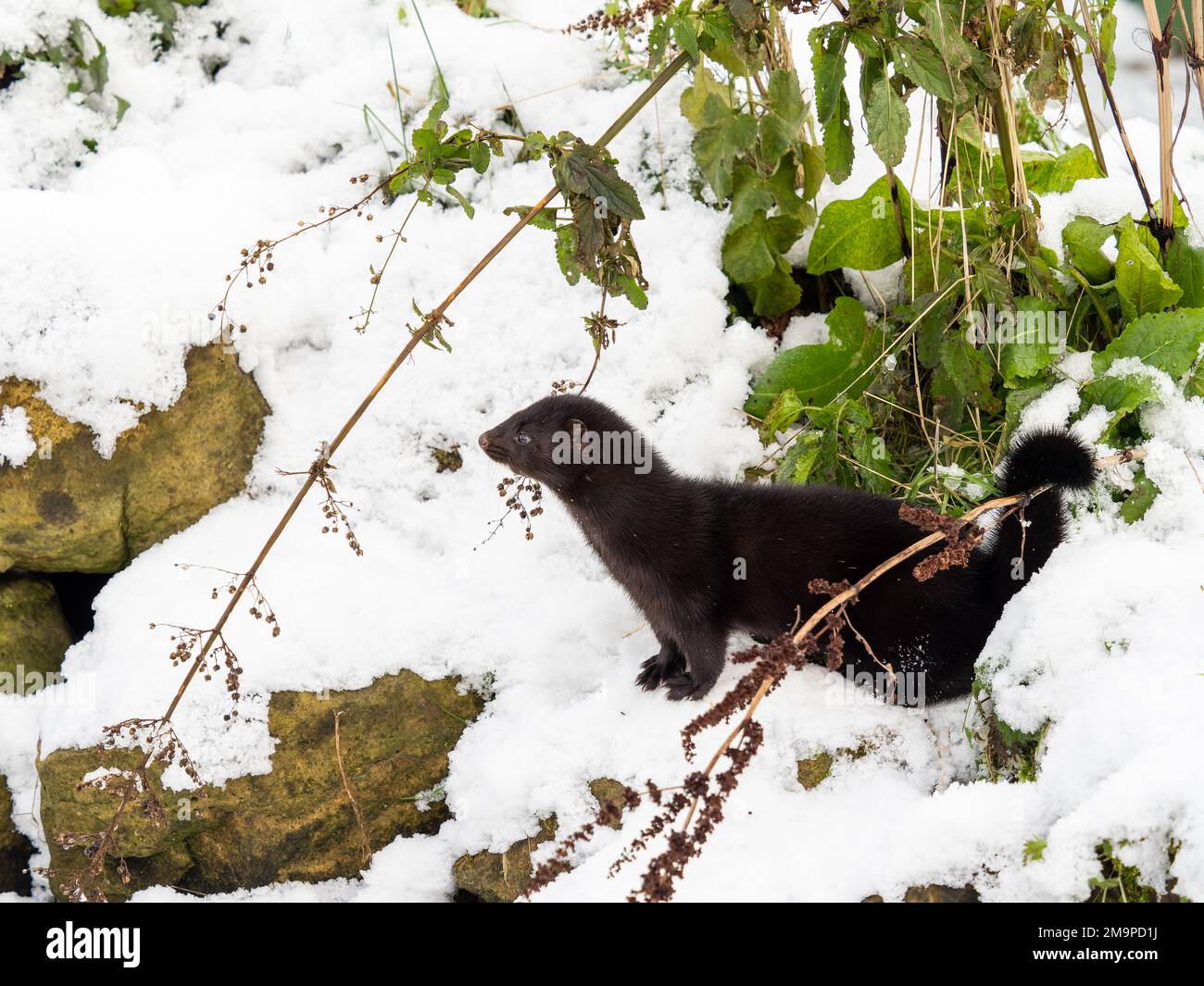 American Mink in the Snow Stock Photo - Alamy