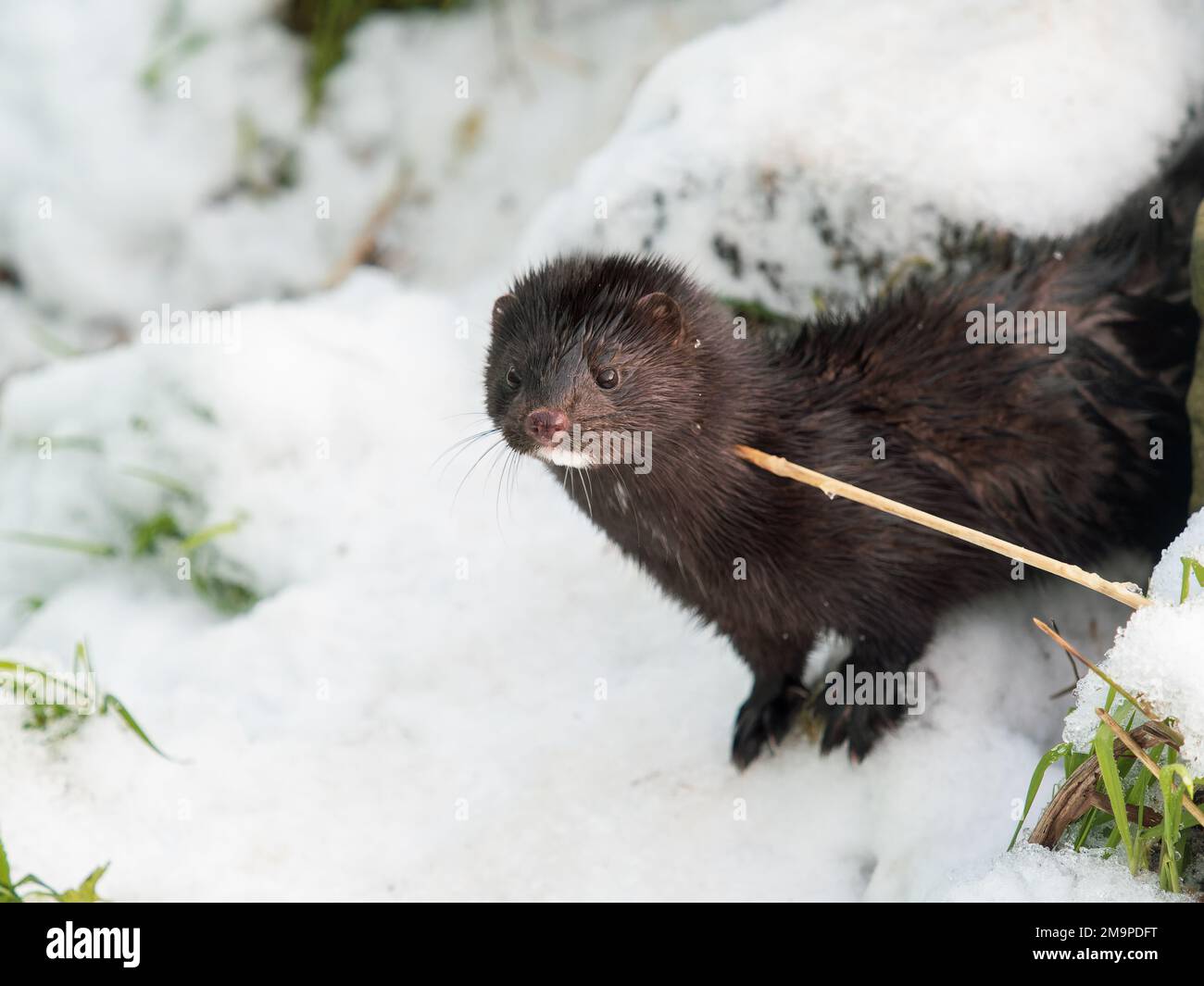 American Mink in the Snow Stock Photo - Alamy