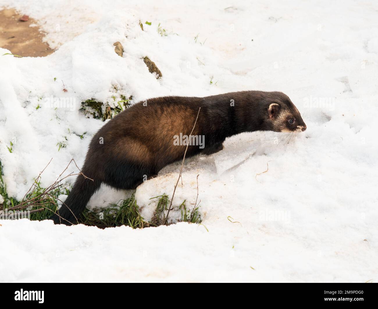 European polecat snow hi-res stock photography and images - Alamy