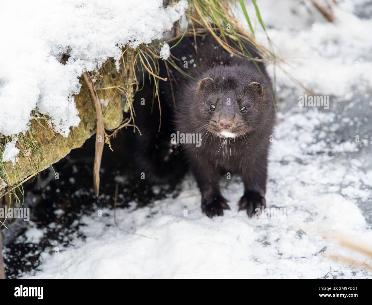 American Mink in the Snow Stock Photo - Alamy