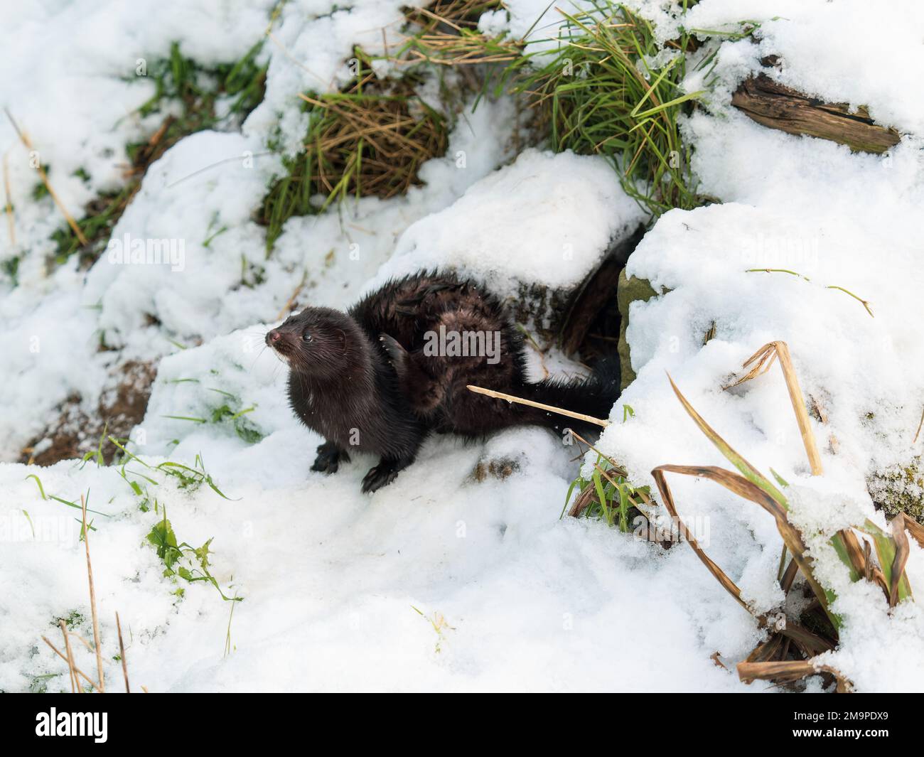 American mink in uk hi-res stock photography and images - Alamy