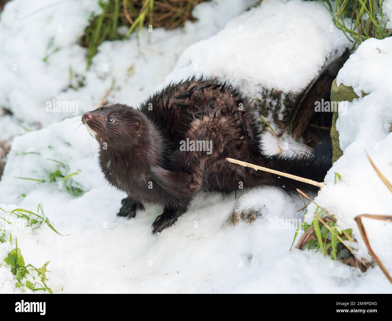 American mink in uk hi-res stock photography and images - Alamy