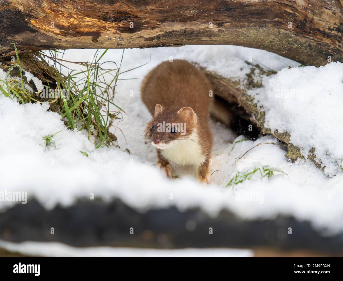 Weasel snow uk hi-res stock photography and images - Alamy