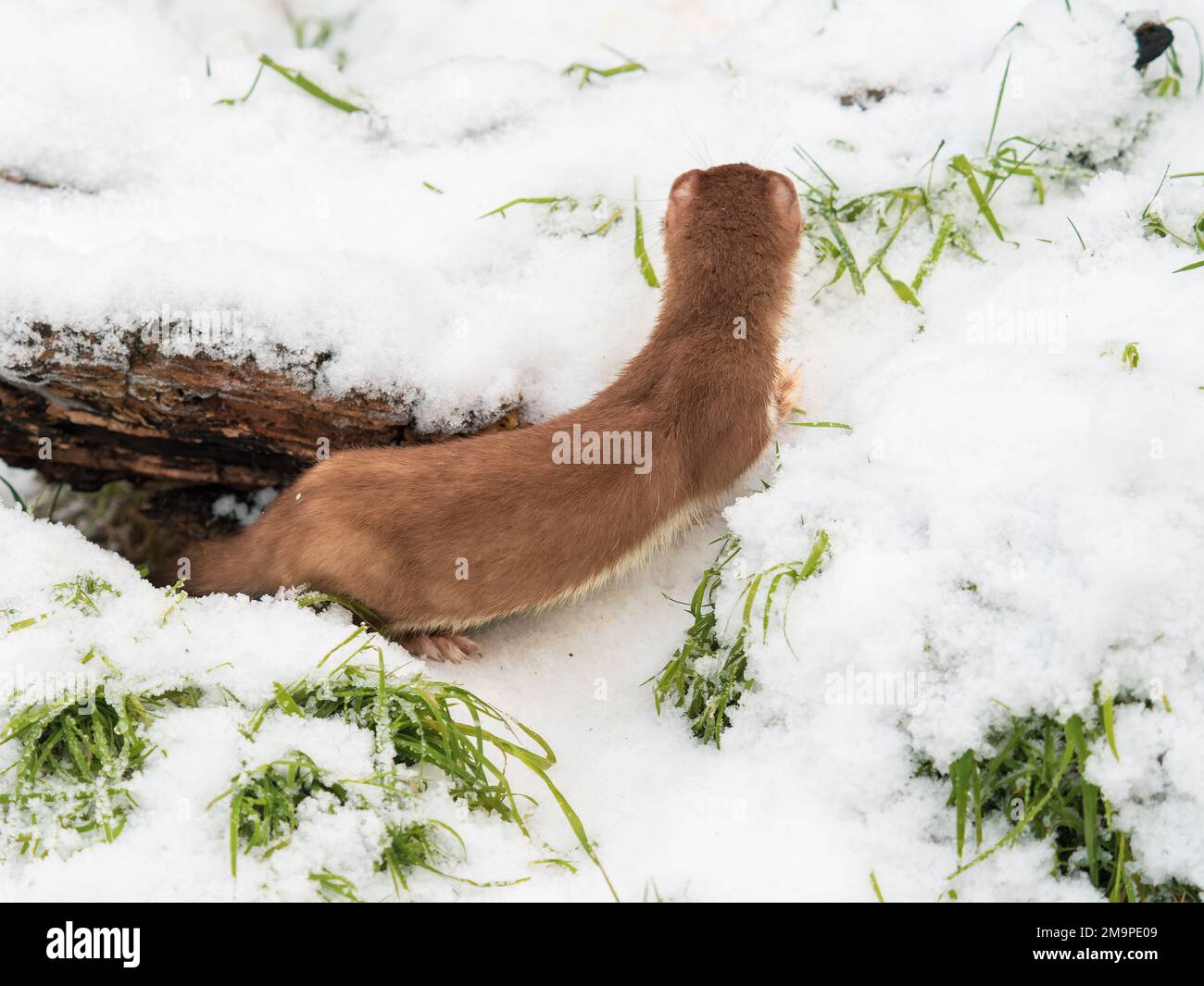 Weasel in the Snow Stock Photo - Alamy