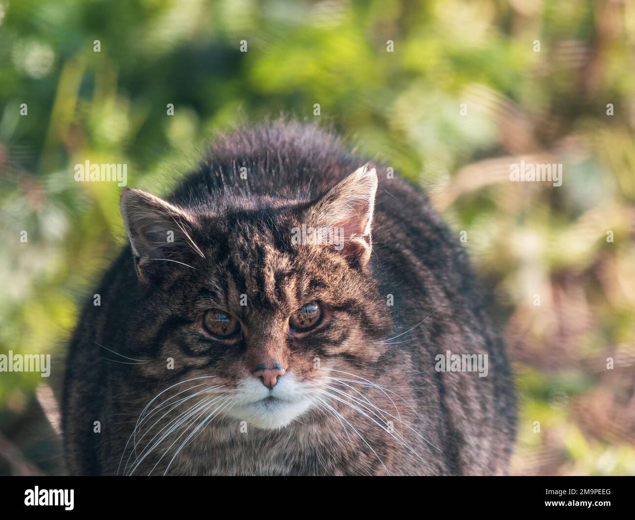 Scottish Wildcat in the Snow Stock Photo - Alamy