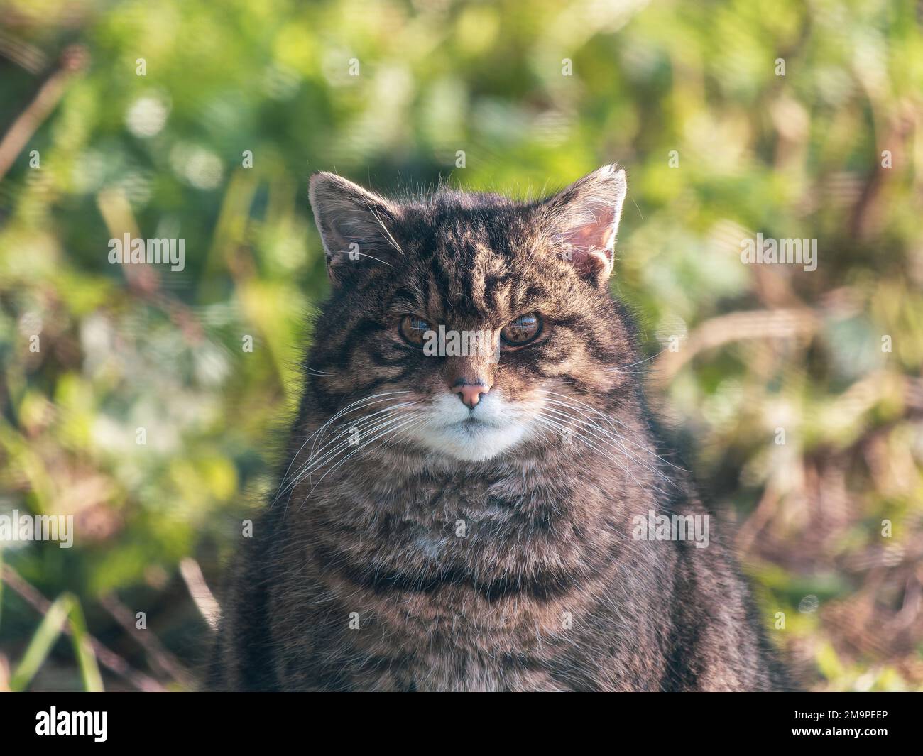 Scottish wildcat in snow hi-res stock photography and images - Alamy