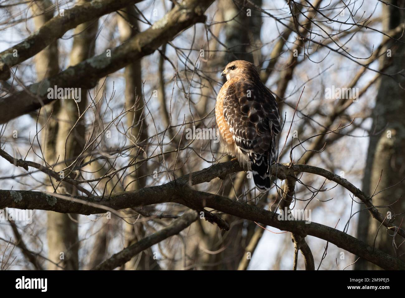 Red shoulder hawk sitting on a tree branch Stock Photo - Alamy