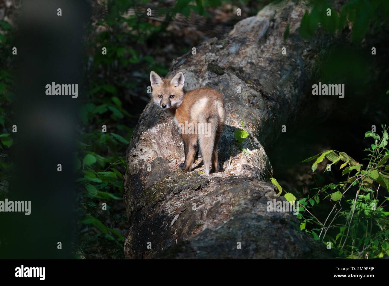 Quick like a fox hi-res stock photography and images - Alamy