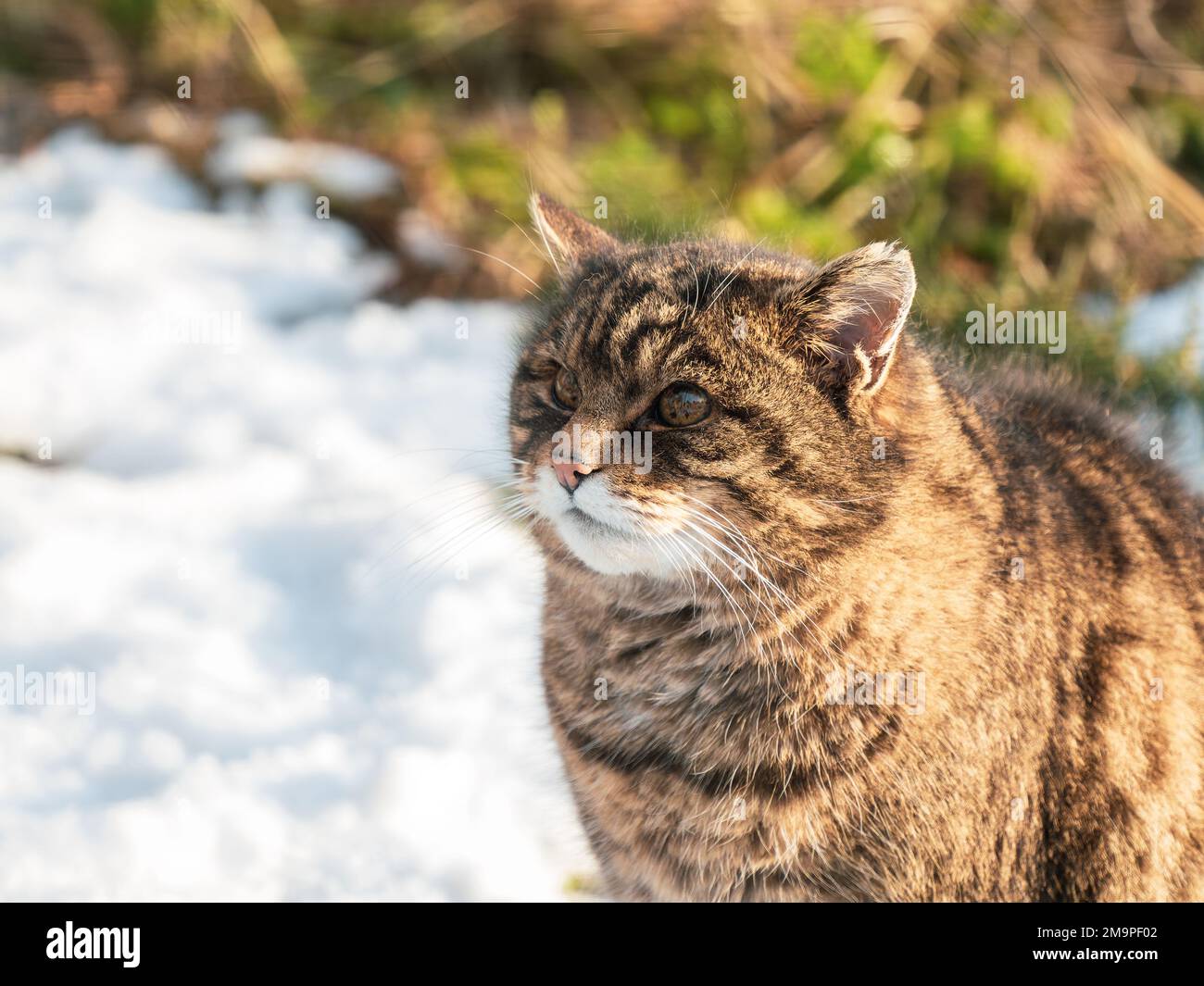 Scottish Wildcat in the Snow Stock Photo - Alamy