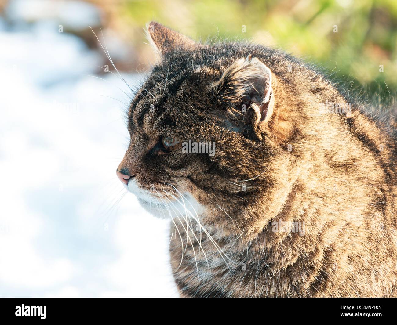 Scottish Wildcat in the Snow Stock Photo - Alamy