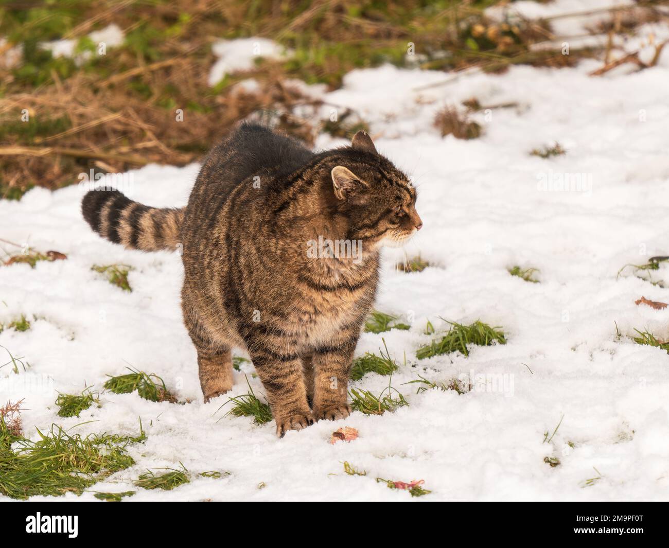 Scottish wildcat in snow hi-res stock photography and images - Alamy