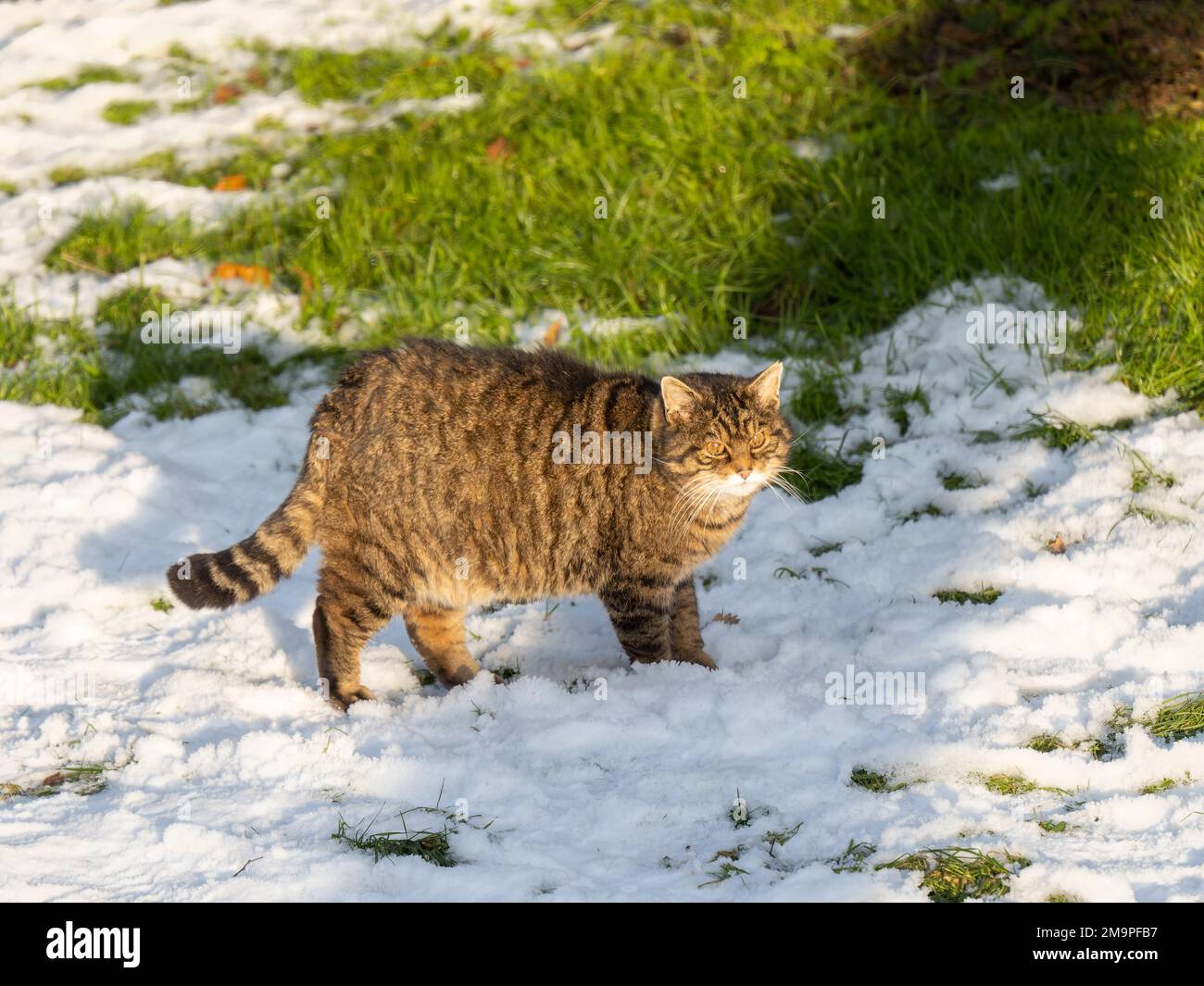 Scottish Wildcat in the Snow Stock Photo - Alamy