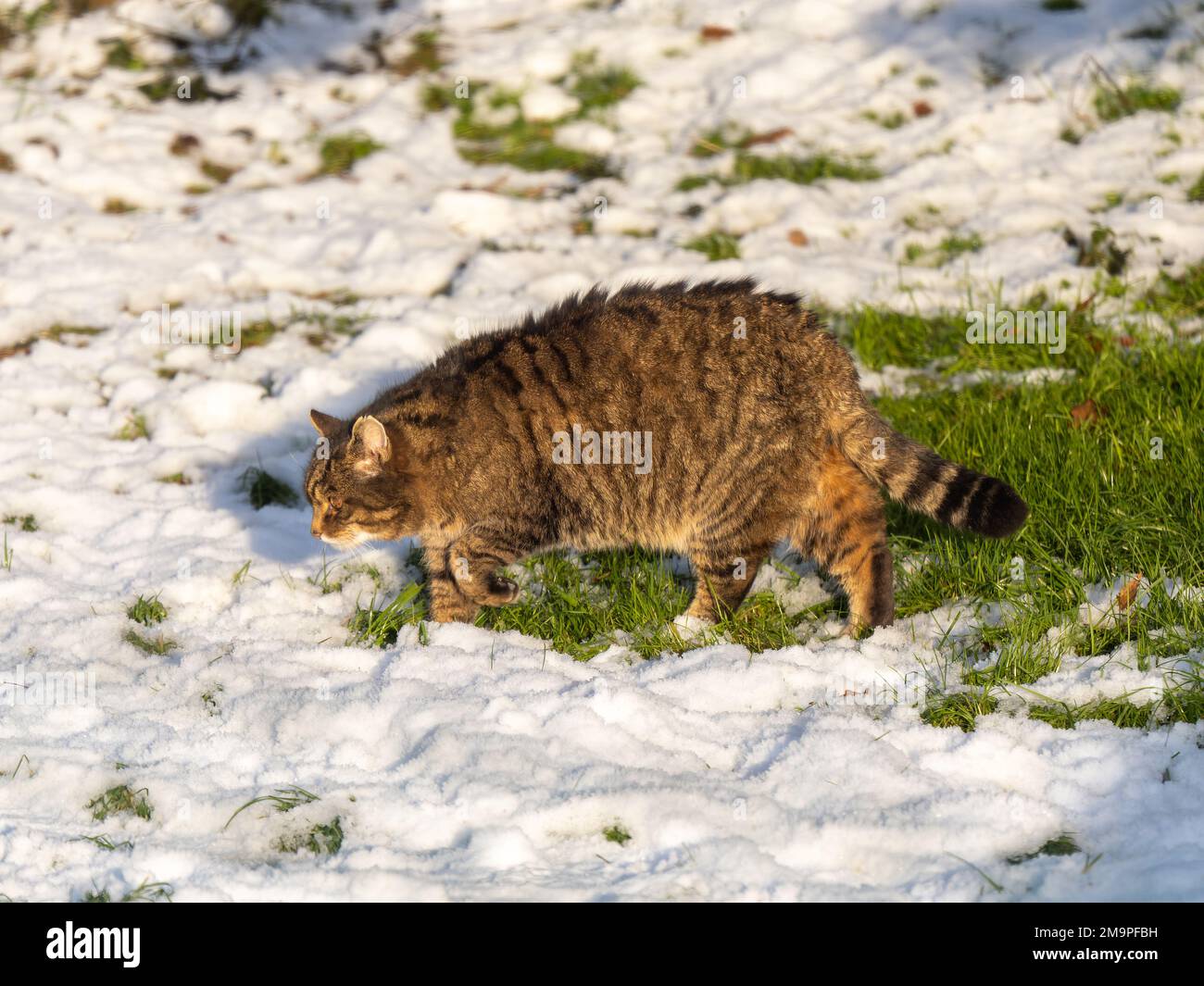 Scottish Wildcat in the Snow Stock Photo - Alamy