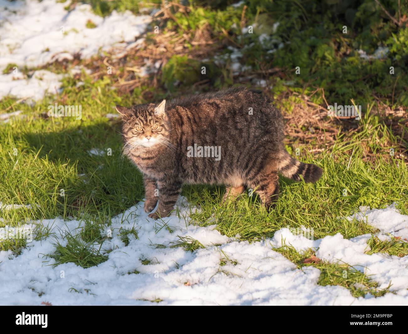 Scottish Wildcat in the Snow Stock Photo - Alamy