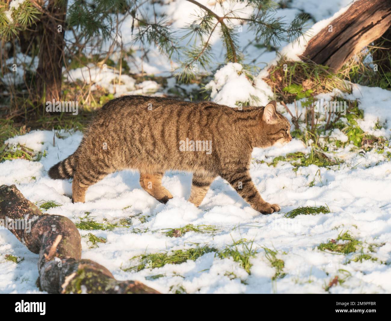 Scottish Wildcat in the Snow Stock Photo - Alamy