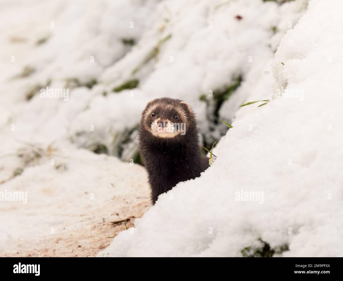 European polecat snow hi-res stock photography and images - Alamy