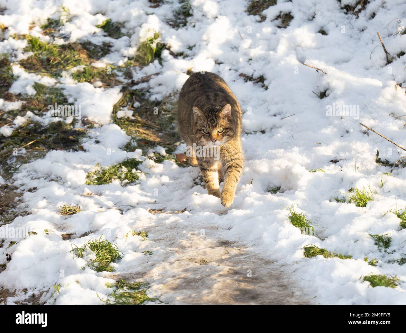 Scottish Wildcat in the Snow Stock Photo - Alamy