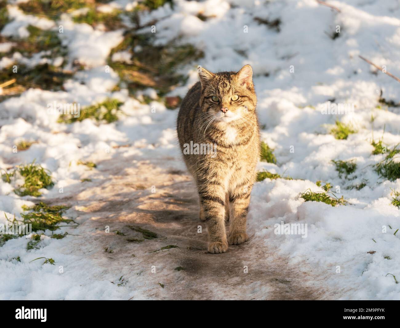 Scottish Wildcat in the Snow Stock Photo - Alamy