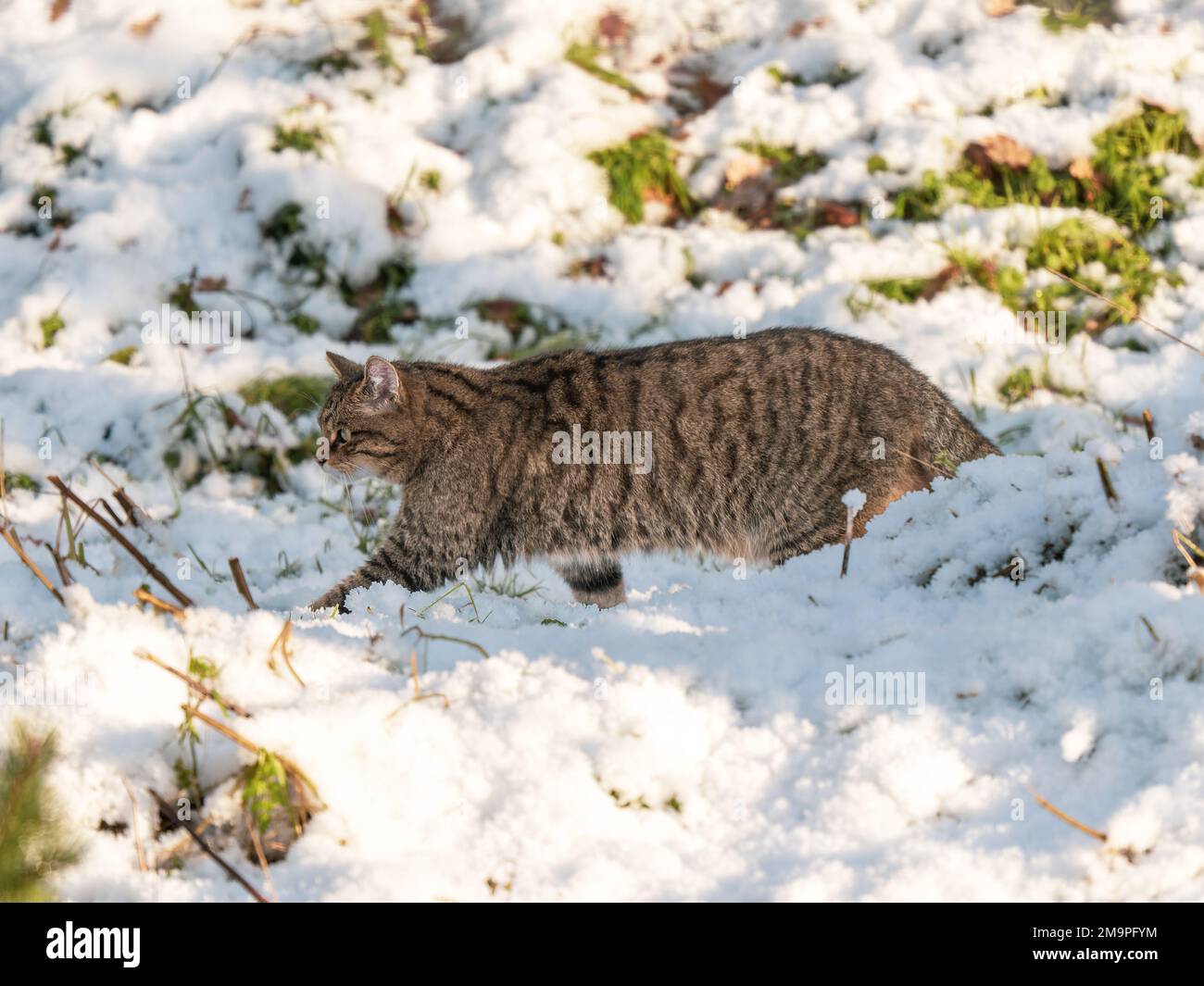 Scottish Wildcat in the Snow Stock Photo - Alamy