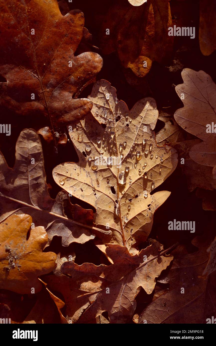 Water oak tree hi-res stock photography and images - Alamy