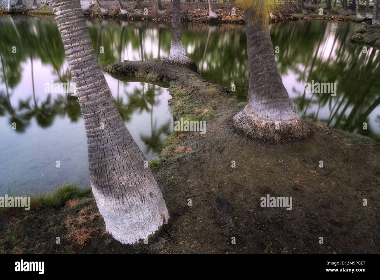 Palm trees and reflection. Ancient Hawaiian Fish Ponds - Kalahuiipuaa ...