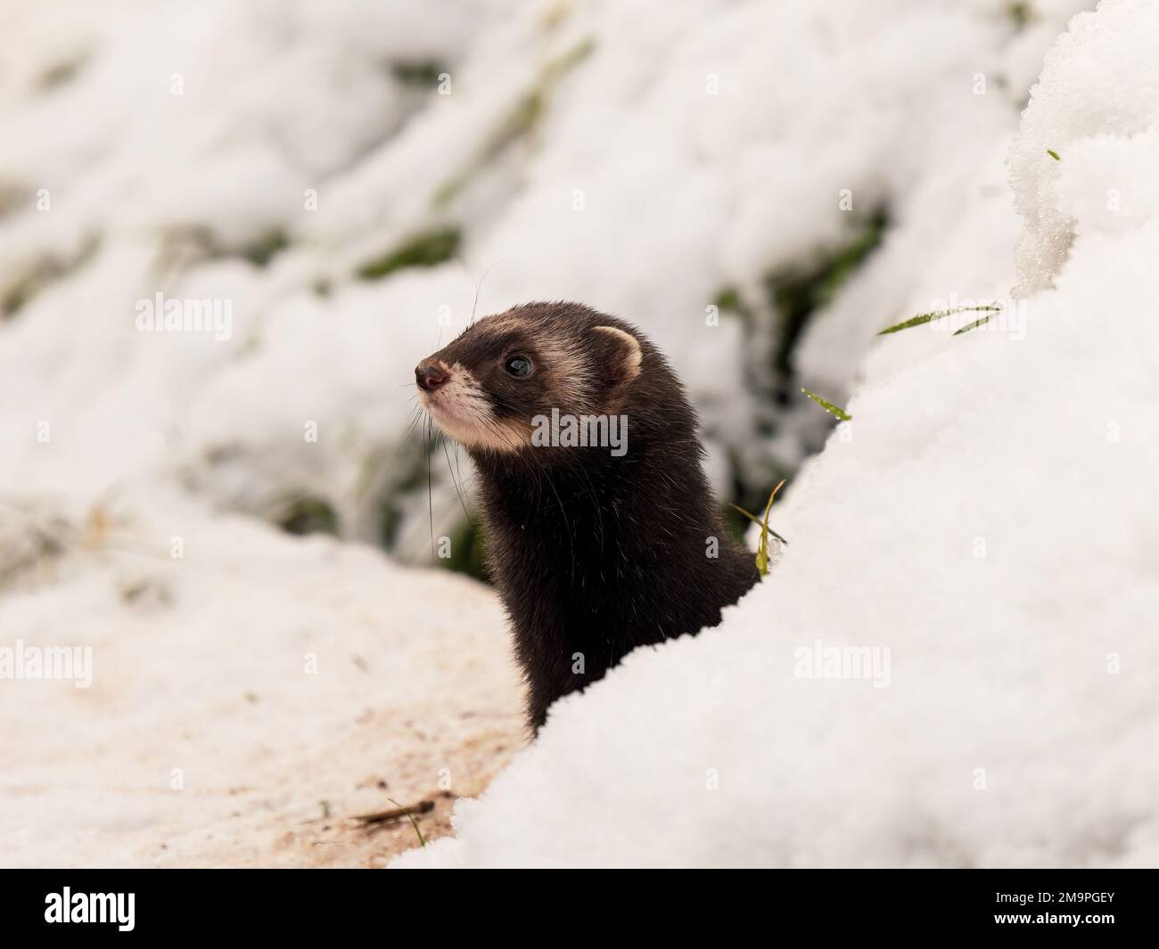European polecat snow hi-res stock photography and images - Alamy