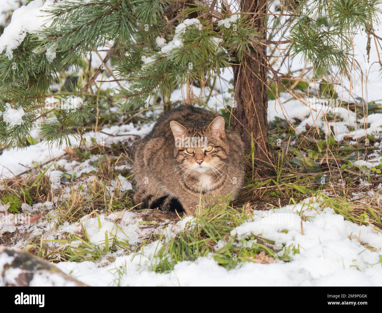 Scottish Wildcat in the Snow Stock Photo - Alamy
