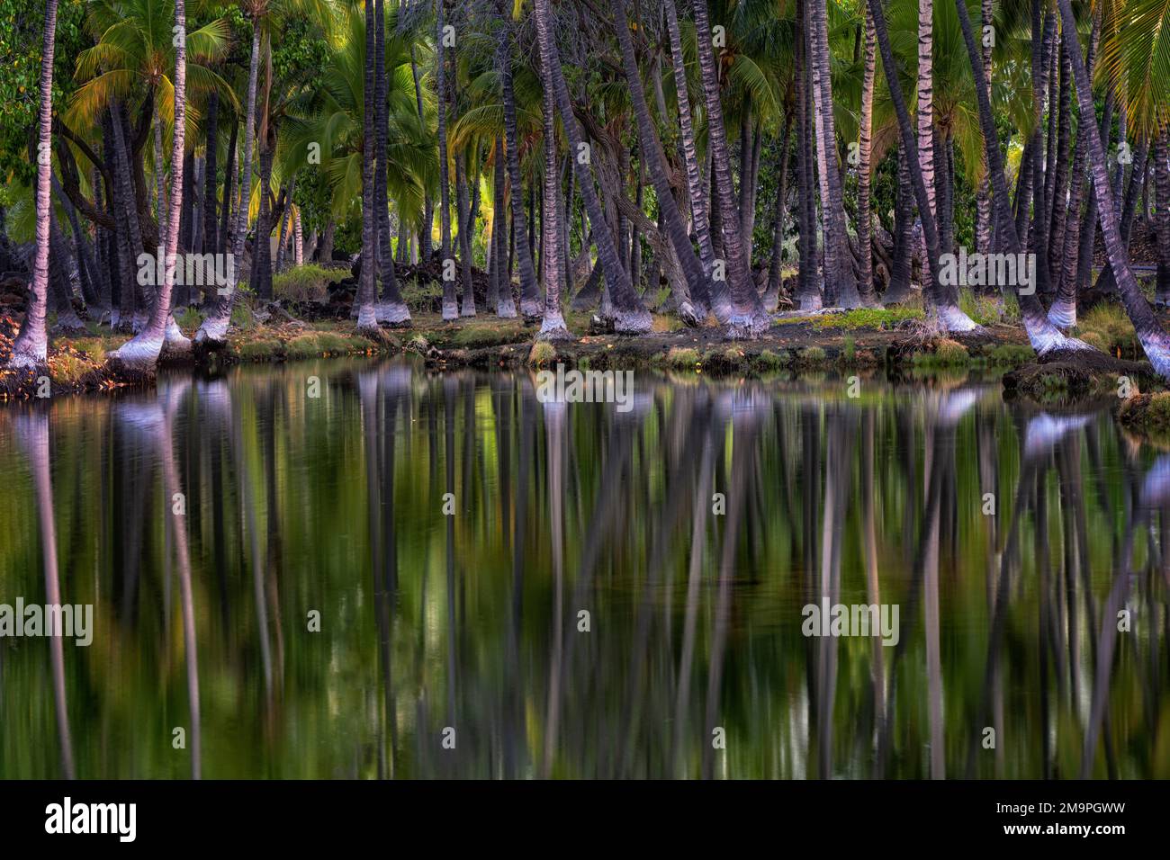 Palm trees and reflection. Ancient Hawaiian Fish Ponds - Kalahuiipuaa ...