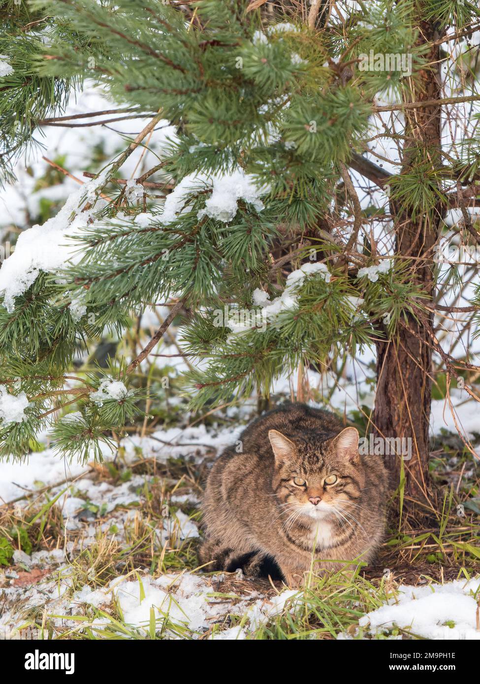 Scottish Wildcat in the Snow Stock Photo - Alamy