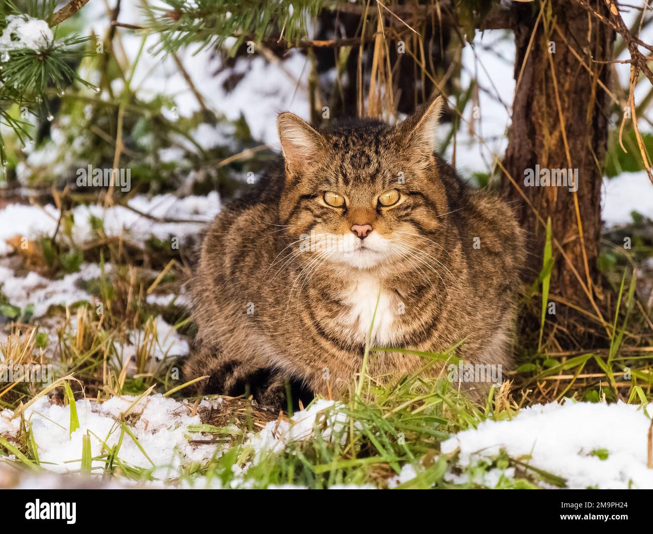 Scottish Wildcat in the Snow Stock Photo - Alamy