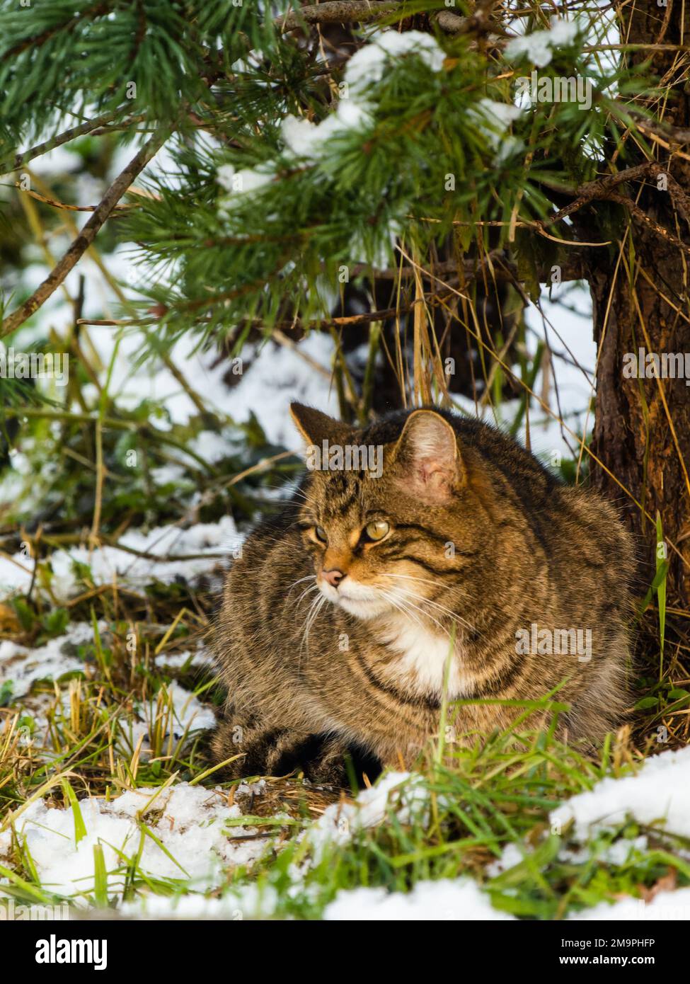 Scottish Wildcat in the Snow Stock Photo - Alamy